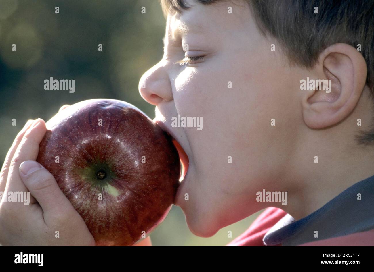 Child bites into a ripe large apple, apples, apple tree (malus ...