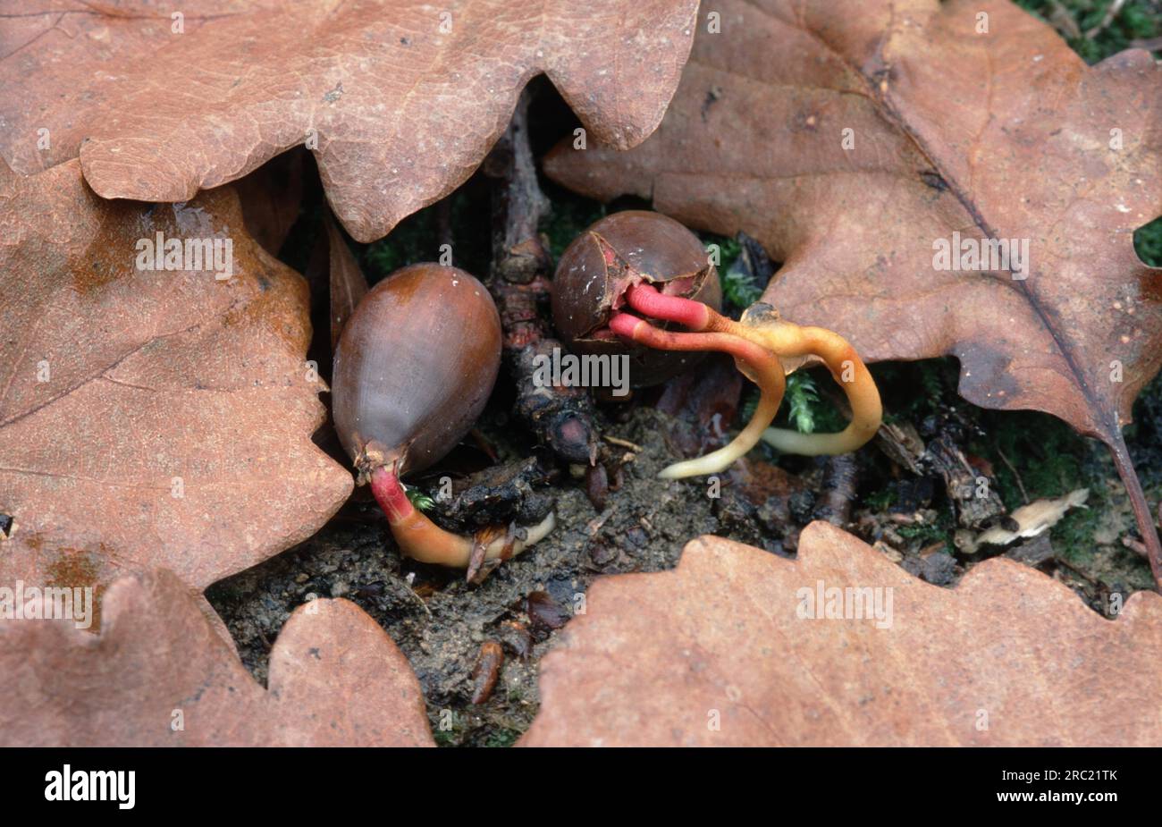 Oak, oak trees (quercus) (quercus rubor), oak, oaktree, roble, chene ...