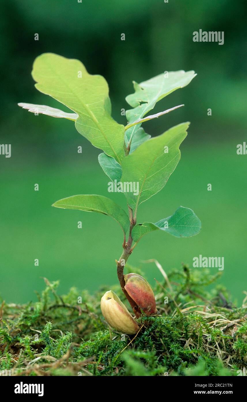 Oak, oak trees (quercus) (quercus rubor), oak, oaktree, roble, chene ...