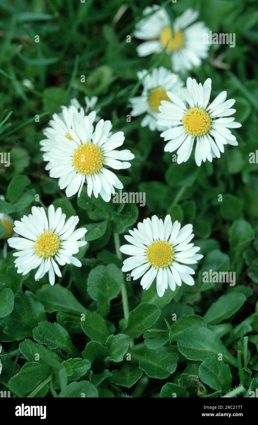 Common daisy (bellis perennis), sunflower, thousand-flower, easter ...