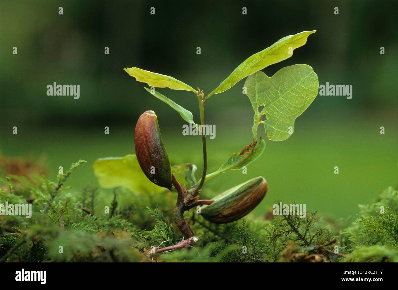 Oak, oak trees (quercus rubor) (quercus), oak, oaktree, roble, chene ...