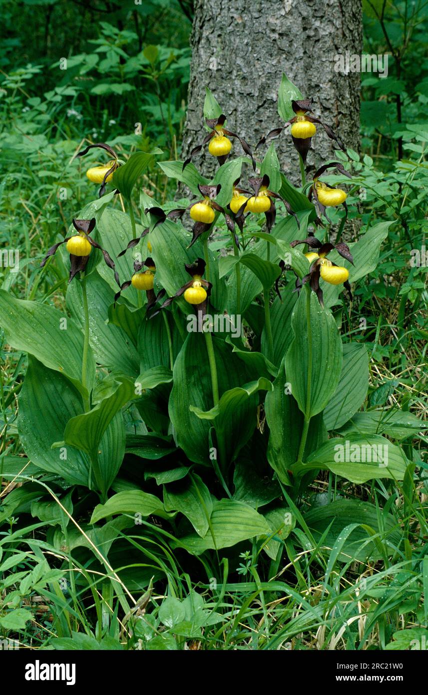 Lady's slipper, yellow lady's slipper orchid (cypripedium calceolus ...