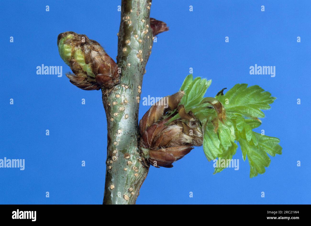 Oak, oak trees (quercus) (quercus rubor), oak, oaktree, roble, chene ...