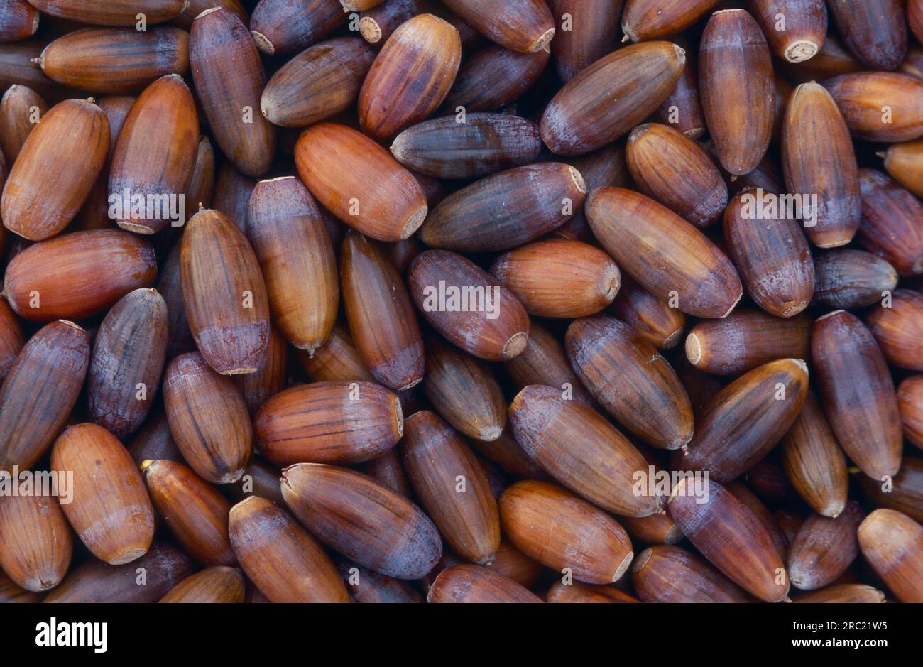 Oak, oak trees (quercus) (quercus rubor), oak, oaktree, roble, chene ...