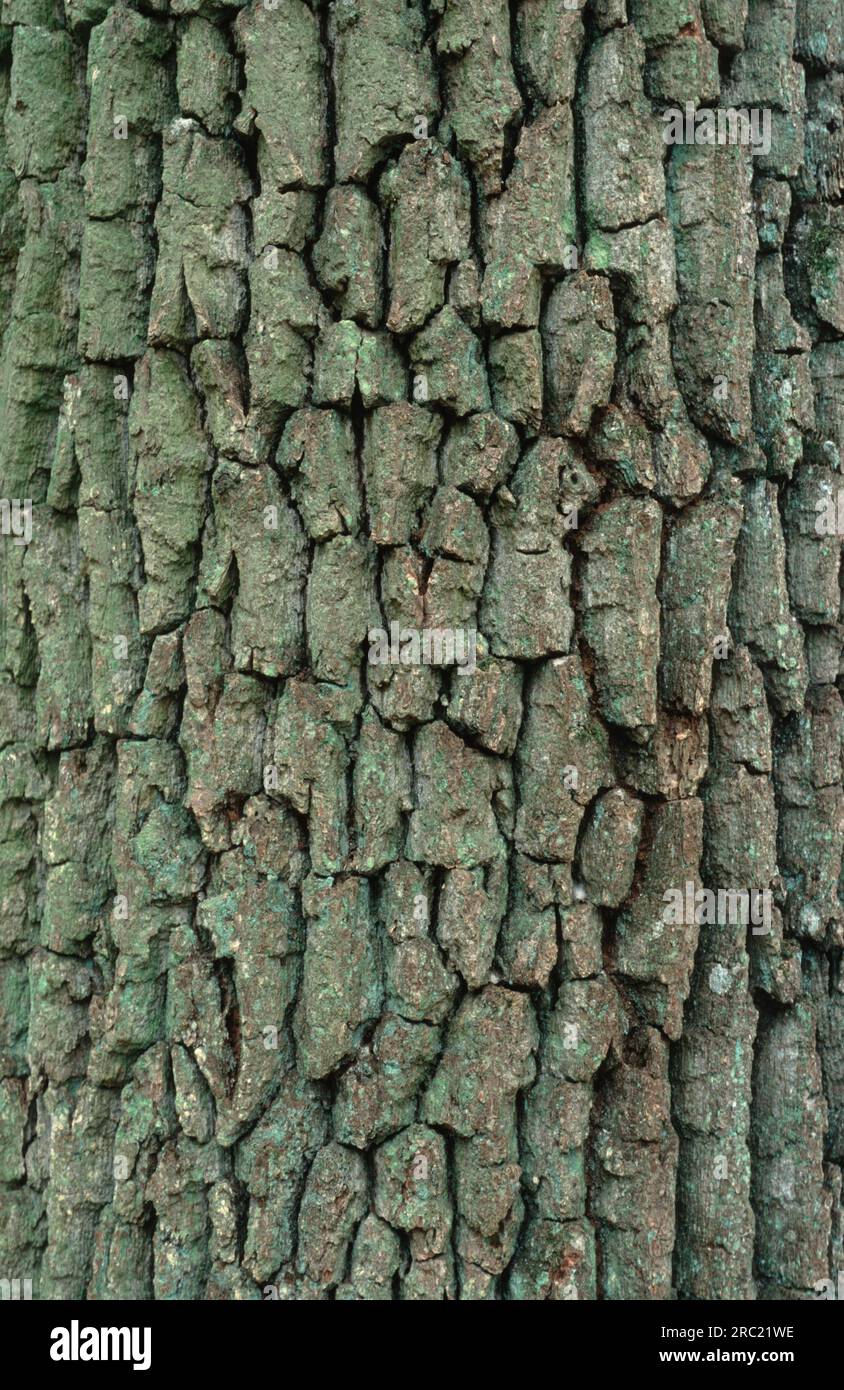 Oak, oak trees (quercus) (quercus rubor), oak, oaktree, roble, chene ...