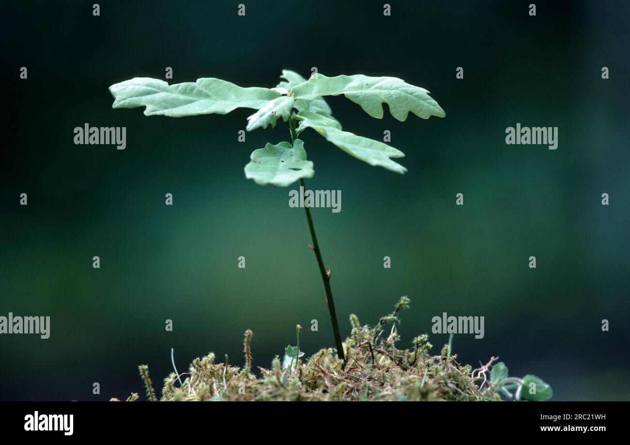 Oak, oak trees (quercus) (quercus rubor), oak, oaktree, roble, chene ...