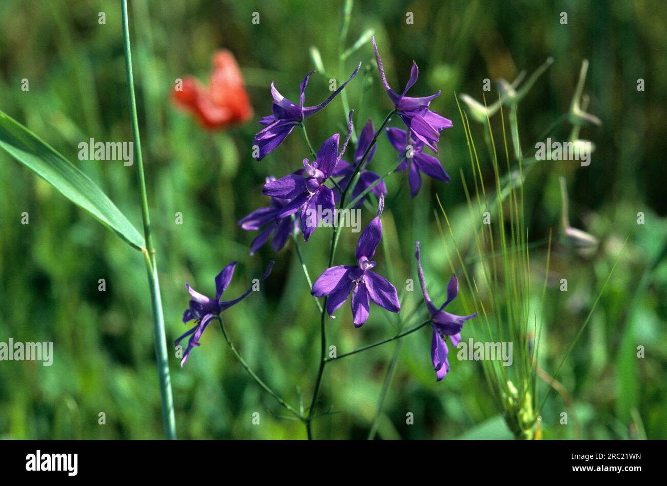 With field larkspur hi-res stock photography and images - Alamy
