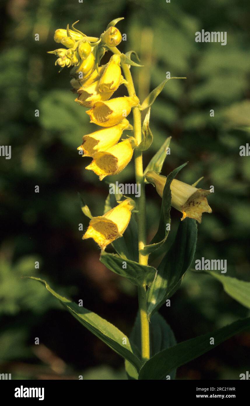 Yellow foxglove common foxglove (digitalis purpurea Stock Photo - Alamy