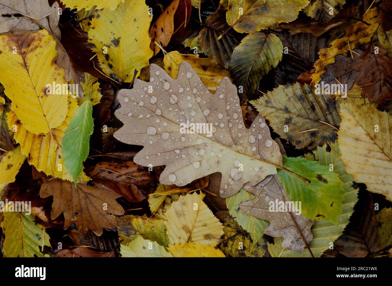 Roble real hi-res stock photography and images - Alamy