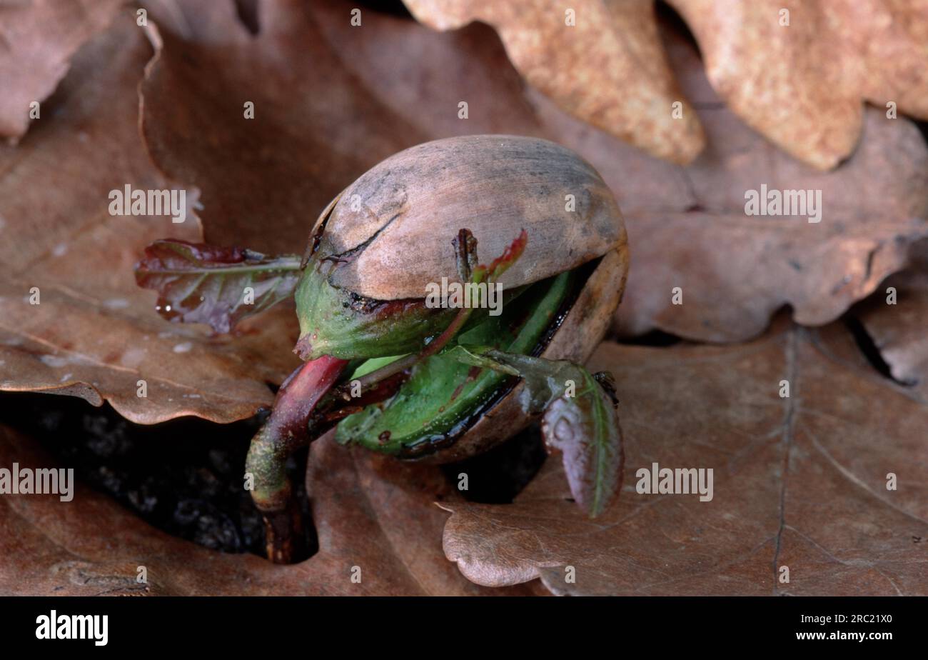 Oak, oak trees (quercus) (quercus rubor), oak, oaktree, roble, chene ...