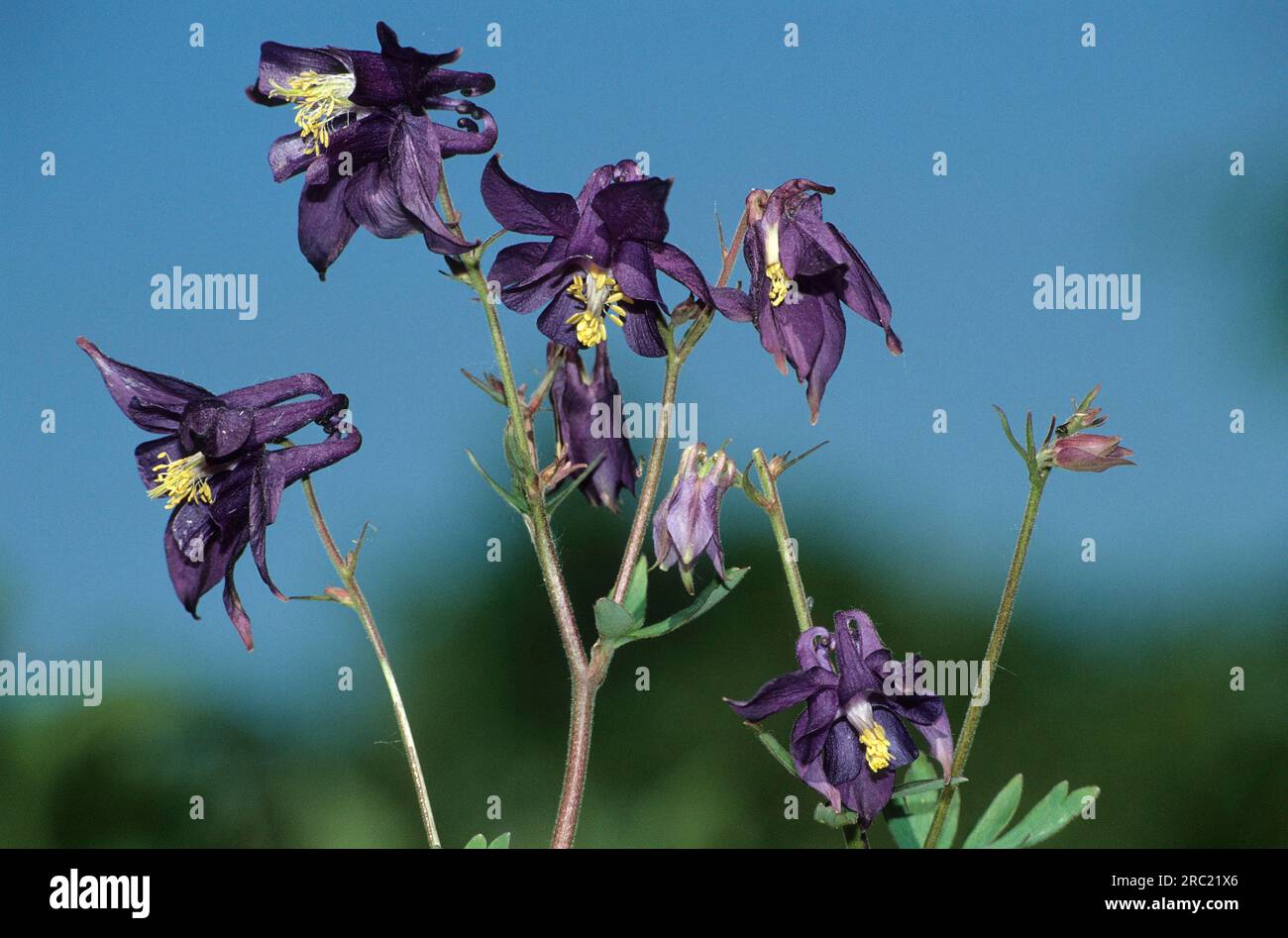 European columbine (aquilegia vulgaris), columbine, ancolie Stock Photo ...