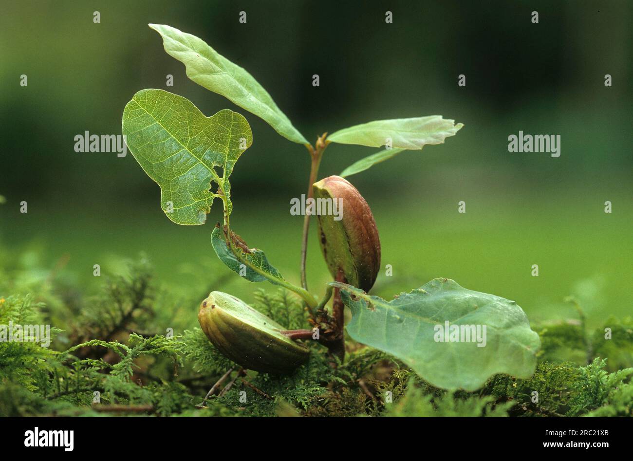 Oak, oak trees (quercus) (quercus rubor), oak, oaktree, roble, chene ...