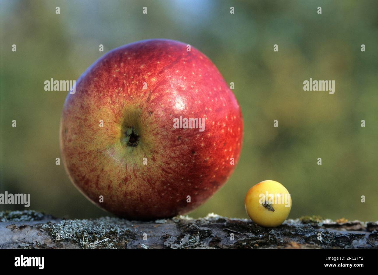 Comparison apple tree (malus domestica) large with small-fruited form ...