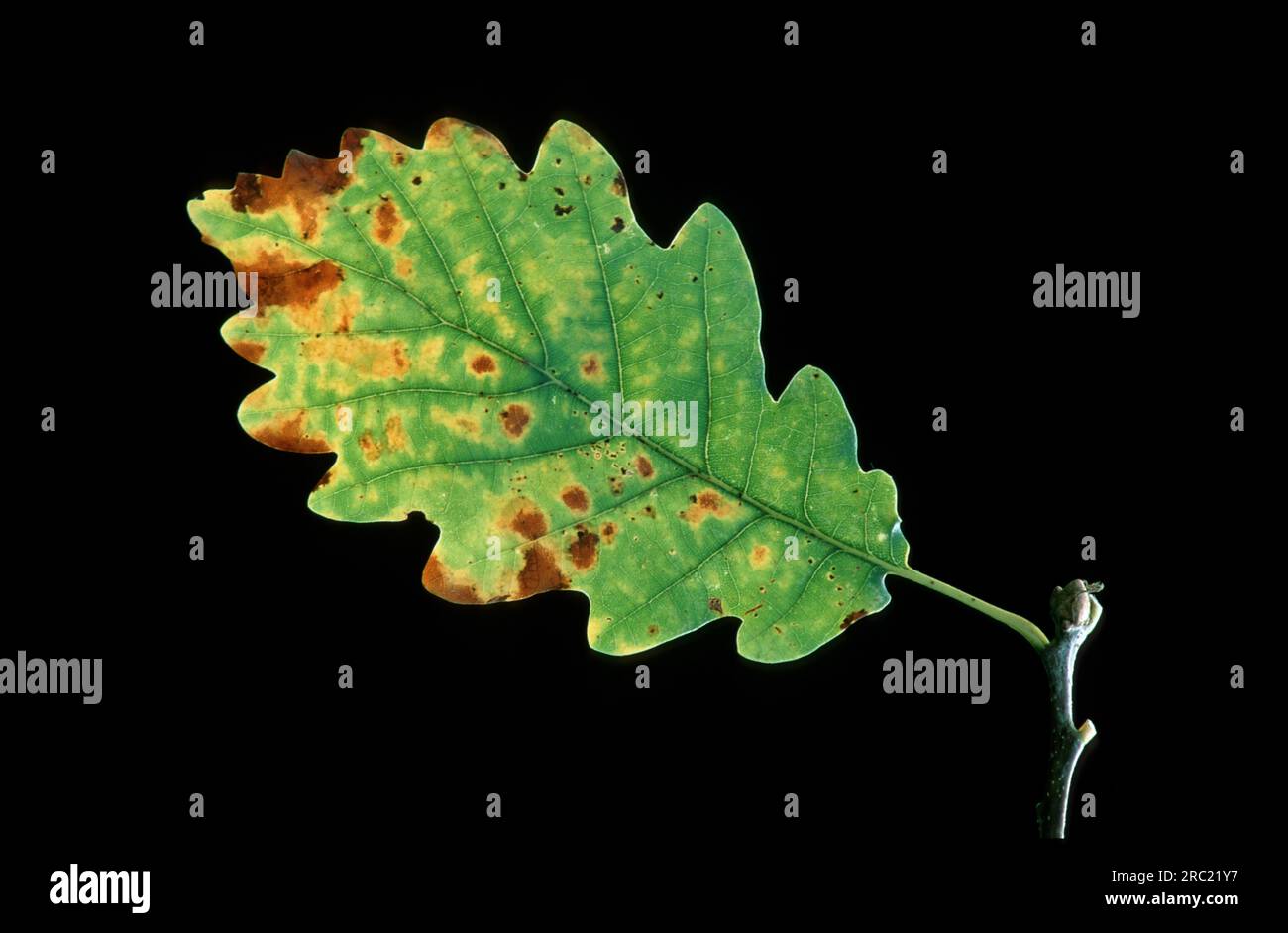Oak, oak trees (quercus) (quercus rubor), oak, oaktree, roble, chene ...