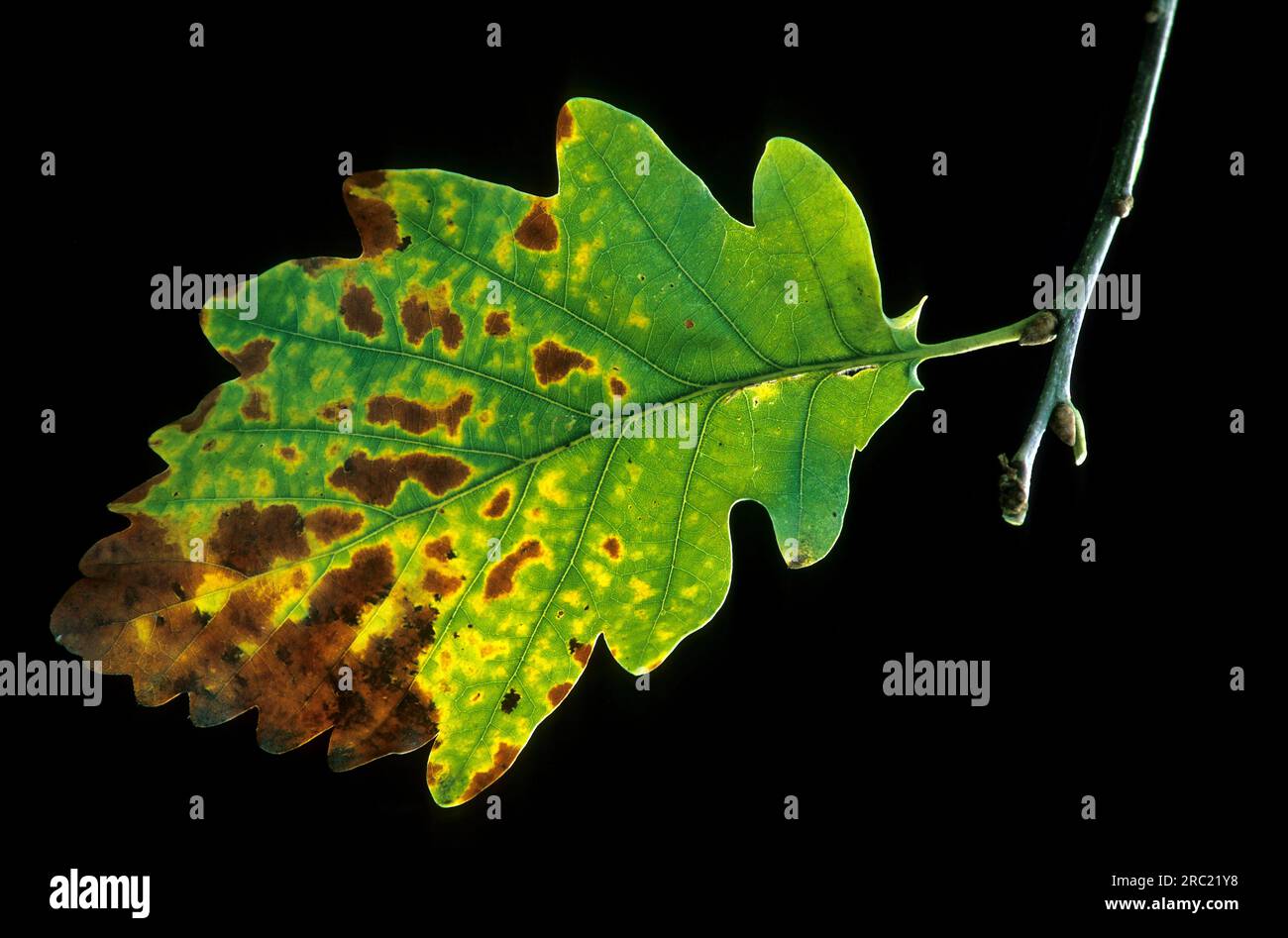 Oak, oak trees (Quercus) (quercus) (quercus rubor), oak, oaktree, roble ...