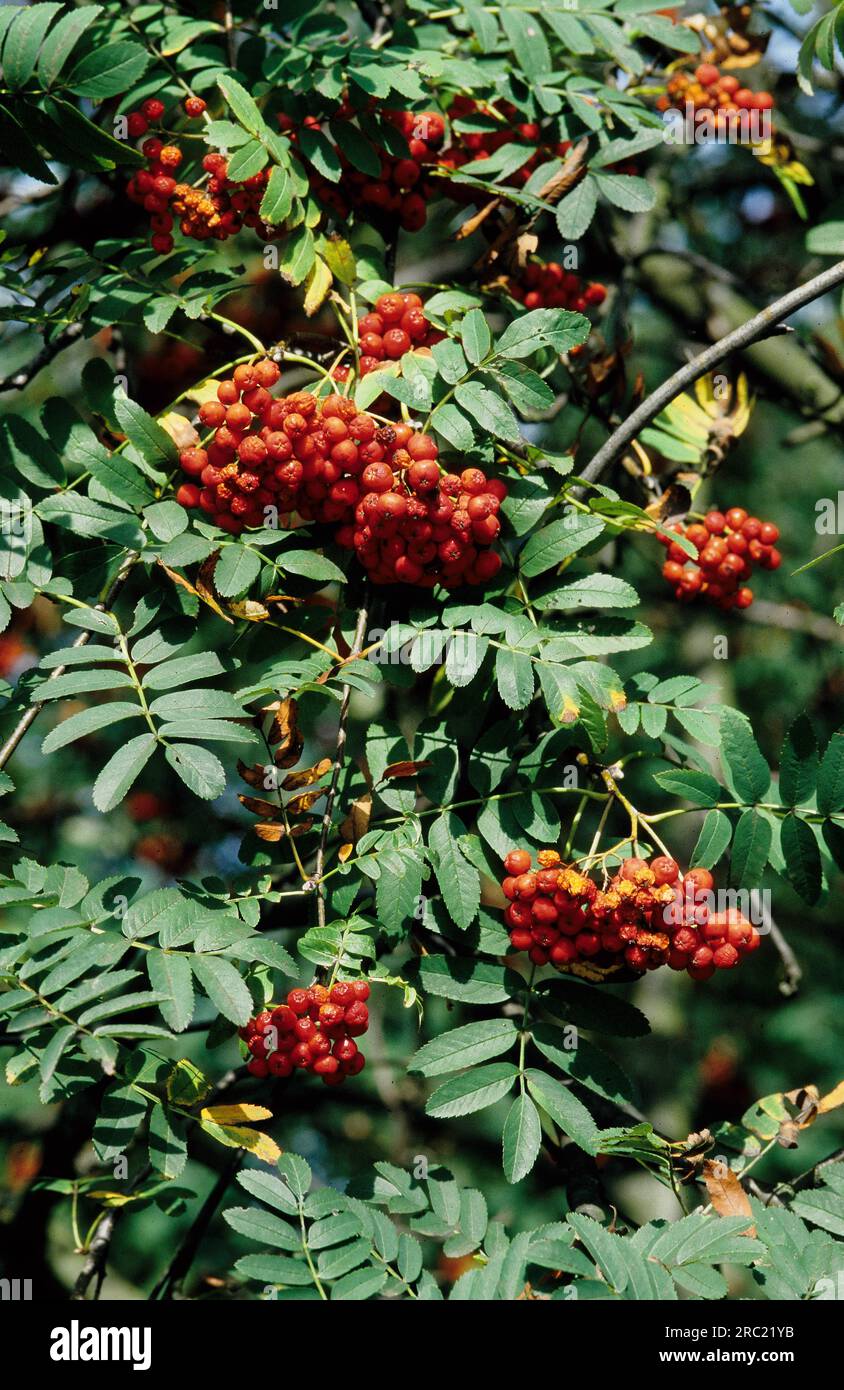 Mountain ash, birdberry, european rowan (sorbus aucuparia), quince ...