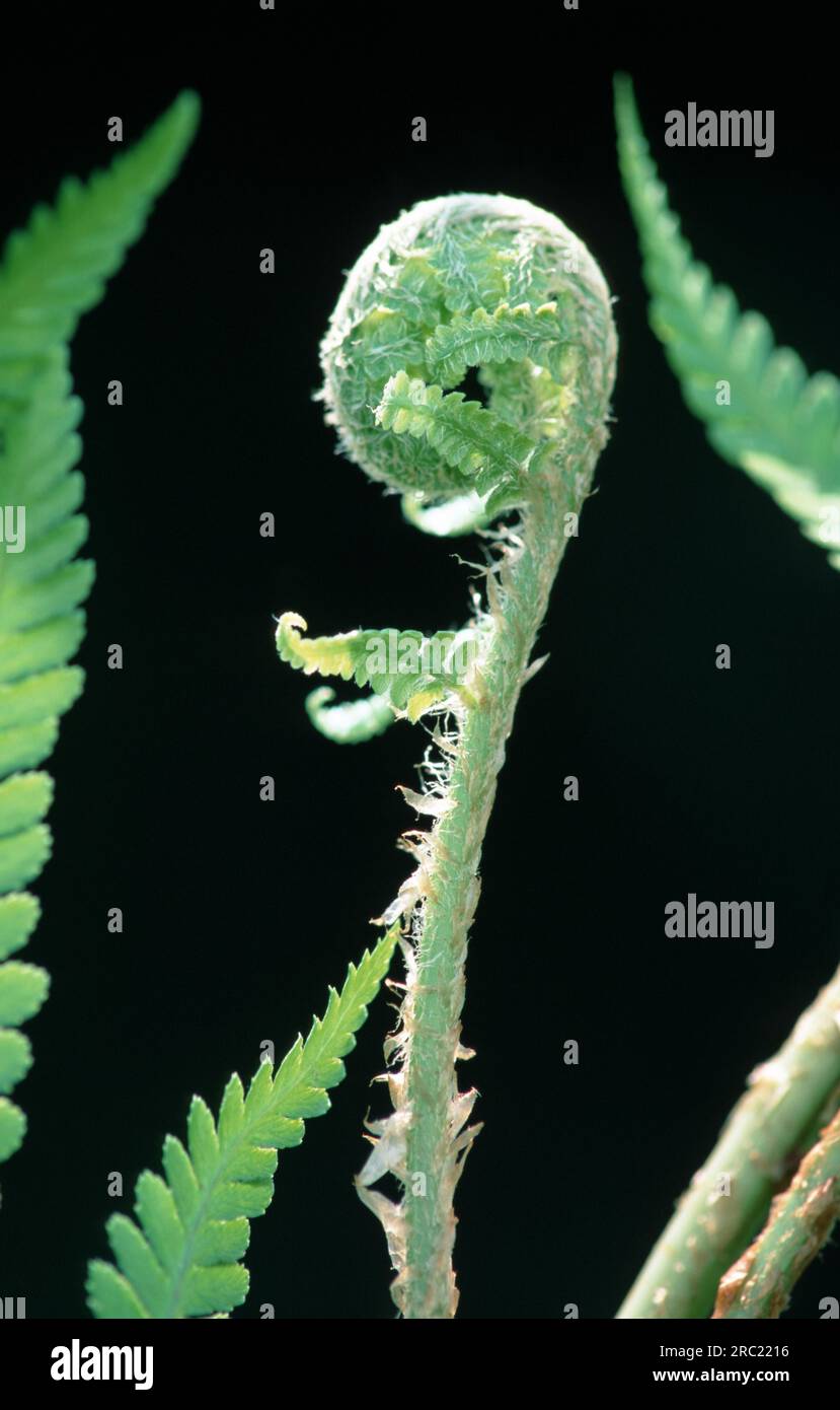 Worm fern, real worm fern, dryoptersis, felix-mas, wood ferns, leaf ...