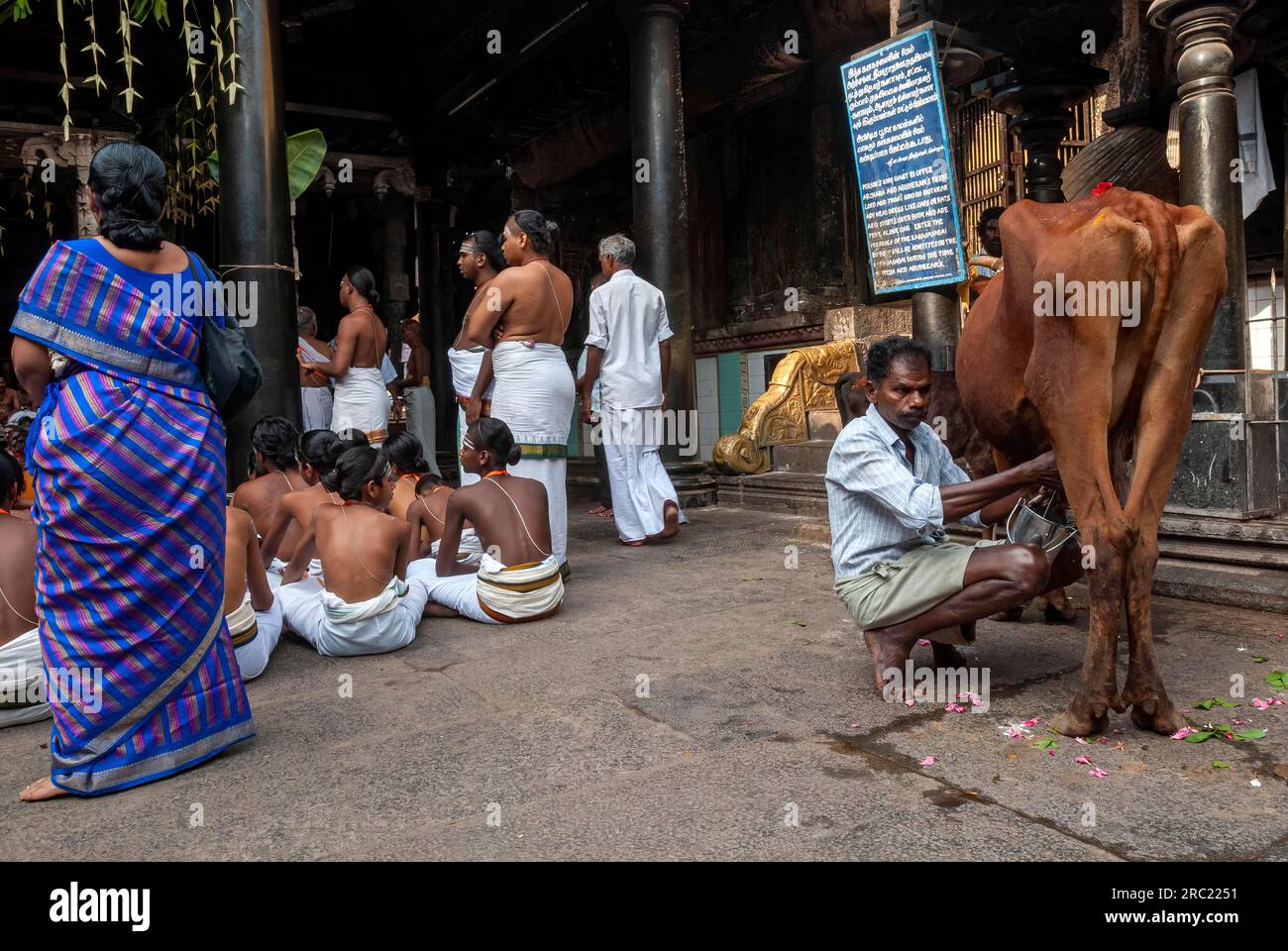 Pooja of cow hi-res stock photography and images - Alamy
