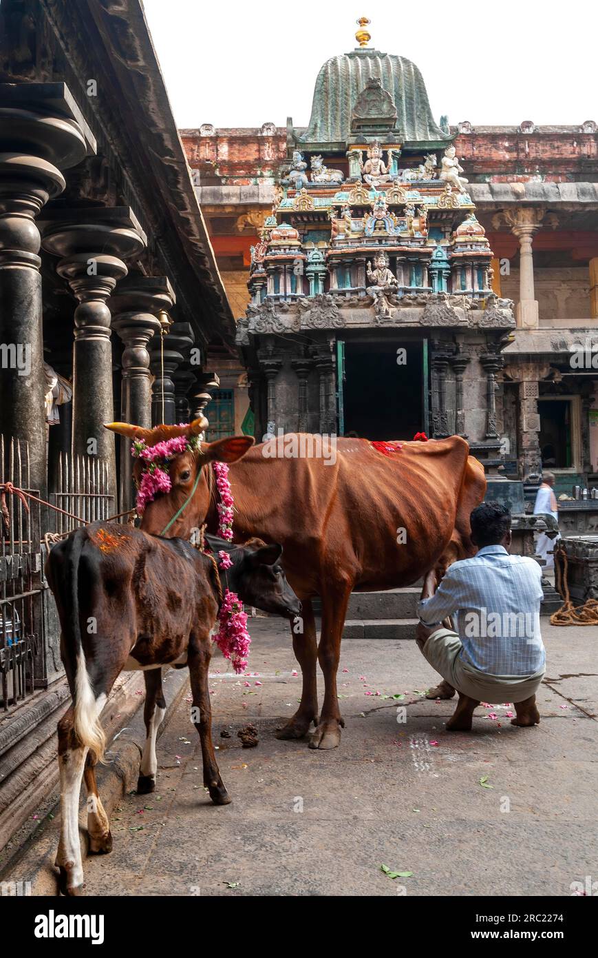 milking cow for Pooja, Thillai Nataraja temple in Chidambaram, Tamil ...