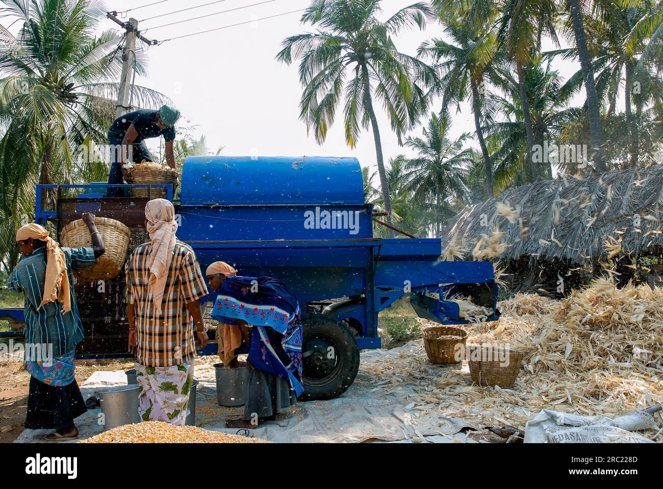 Extraction of corn maize (Zea mays) from corn kernels in Oddanchatram ...
