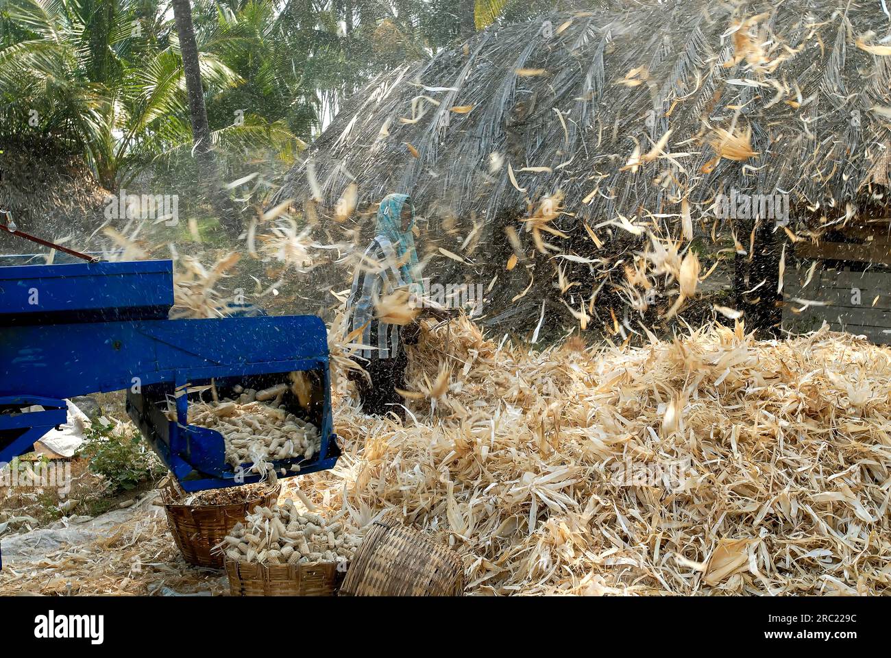 Extraction of corn maize (Zea mays) from corn kernels in Oddanchatram ...