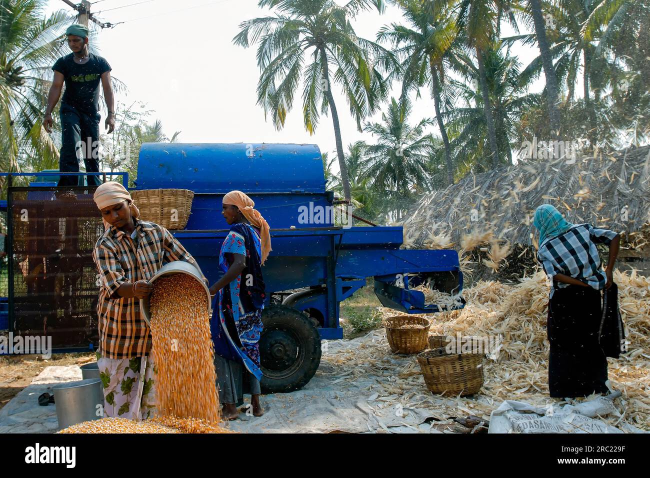 Extraction of corn maize (Zea mays) from corn kernels in Oddanchatram ...