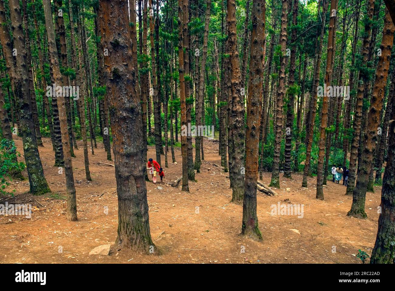 Pine forest india hi-res stock photography and images - Alamy