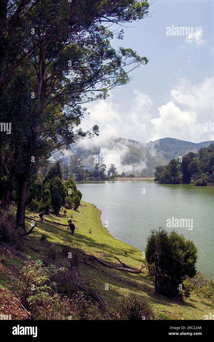 Glenmorgan lake near Ooty Udhagamandalam, Nilgiris, Tamil Nadu, South ...