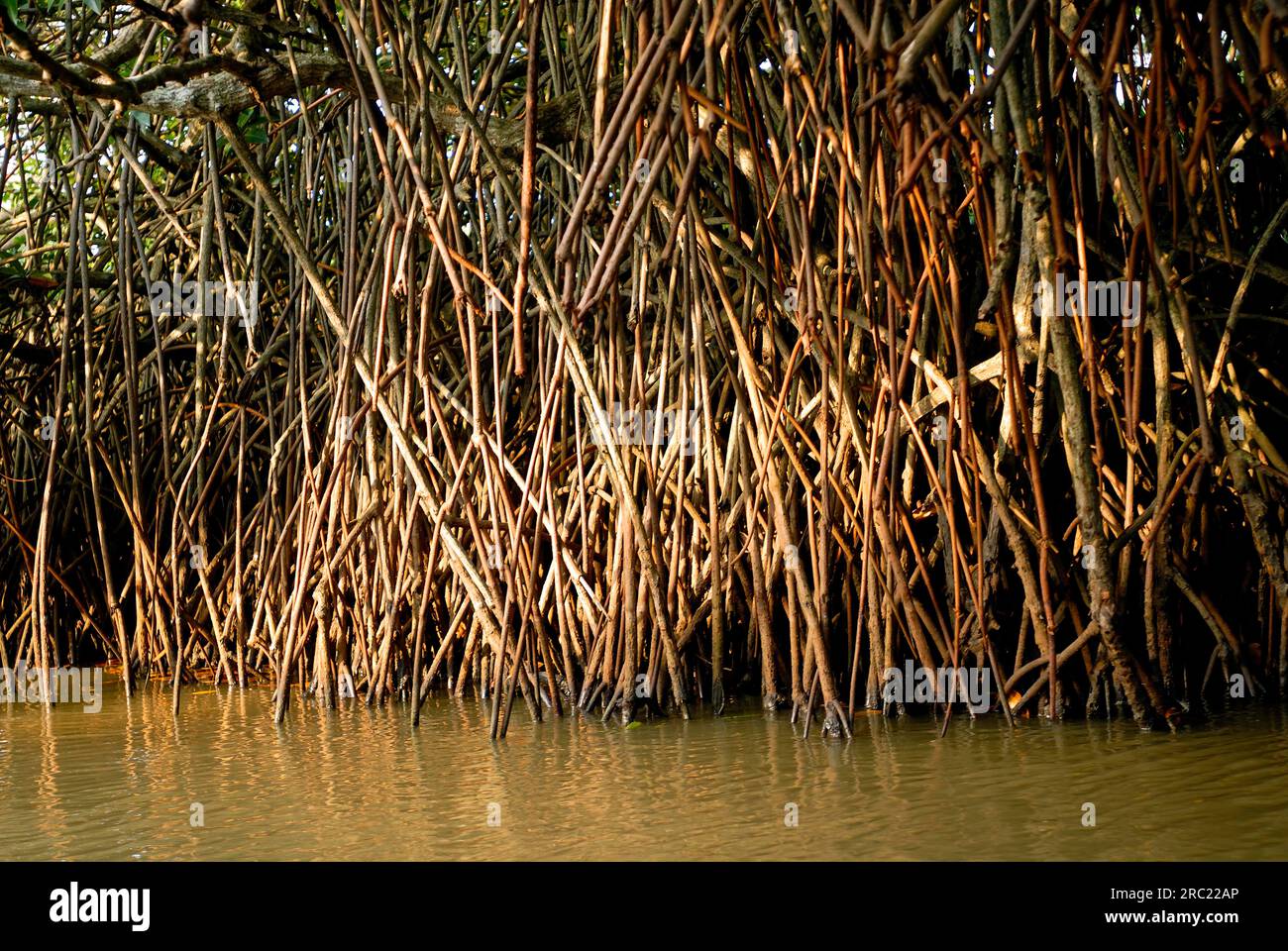 Pichavaram mangrove alayathi kadugal forest near Chidambaram, Tamil ...