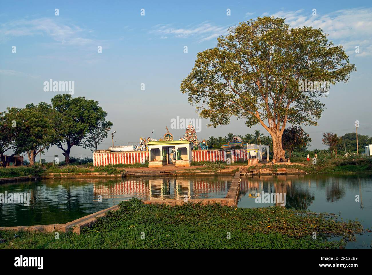 Village guardian temple with tank and a arasamaram Sacred fig (Ficus ...