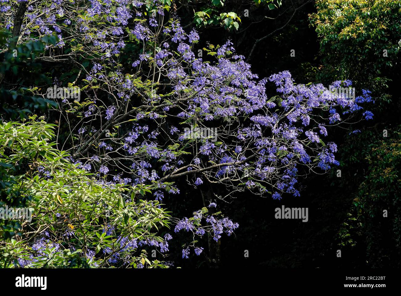 Blue Jacaranda (Jacaranda mimosifolia) flowering tree at coonoor ...