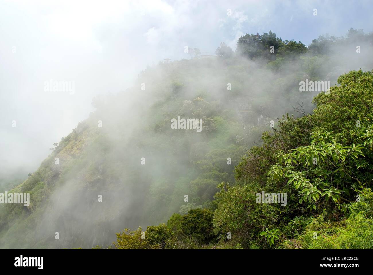 Nilgiris hill hi-res stock photography and images - Alamy