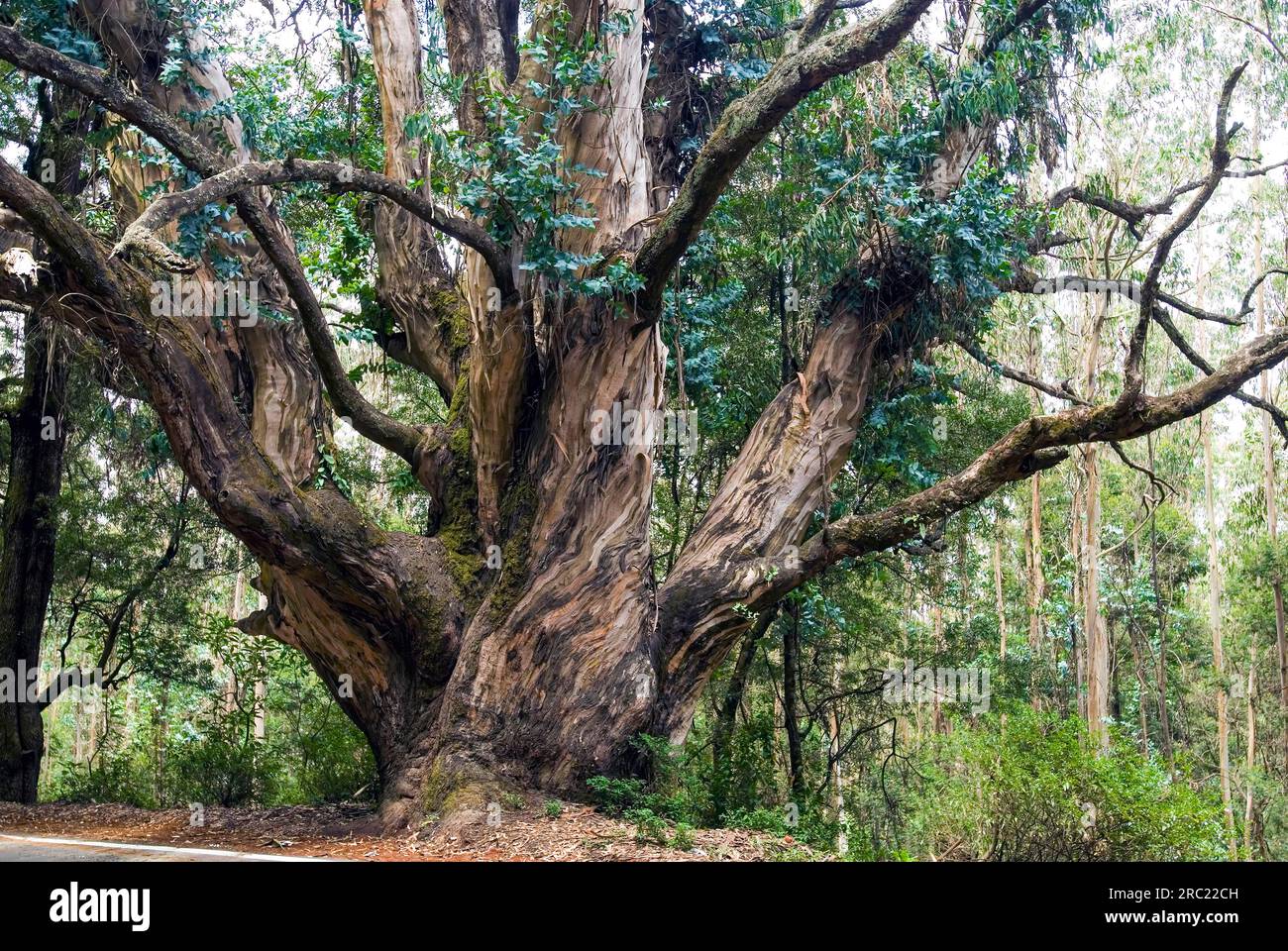 Big sized (Eucalyptus) tree in Nilgiris, Ooty Udhagamandalam, Tamil ...