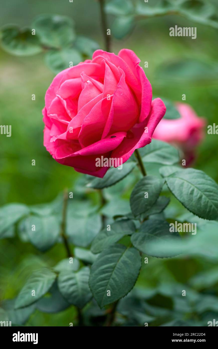 Rose flower Government Rose Garden Rose Park in Vijayanagaram at Ooty ...