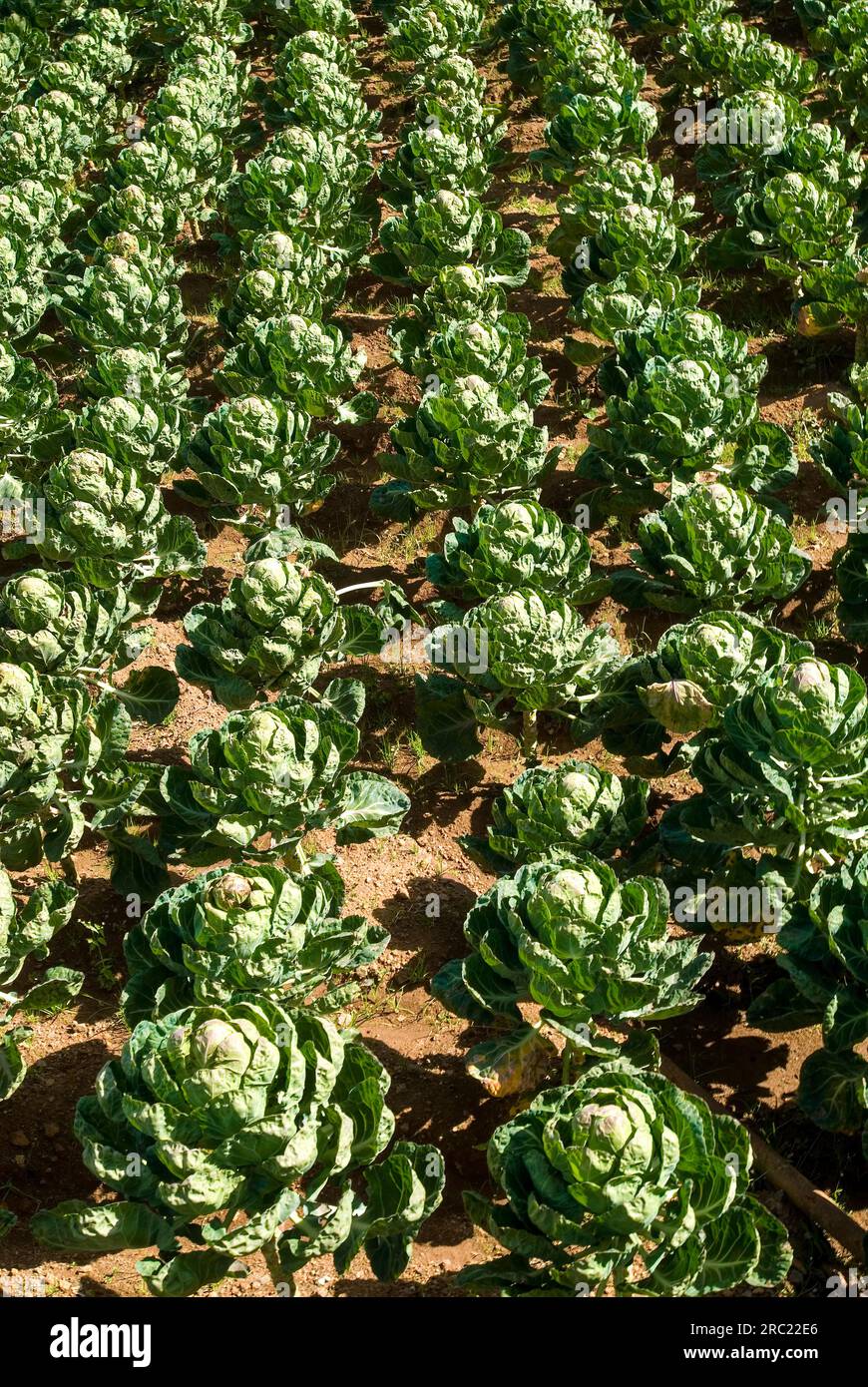 Vegetable cabbage (Brassica oleracea var. capitata) field in Ooty ...