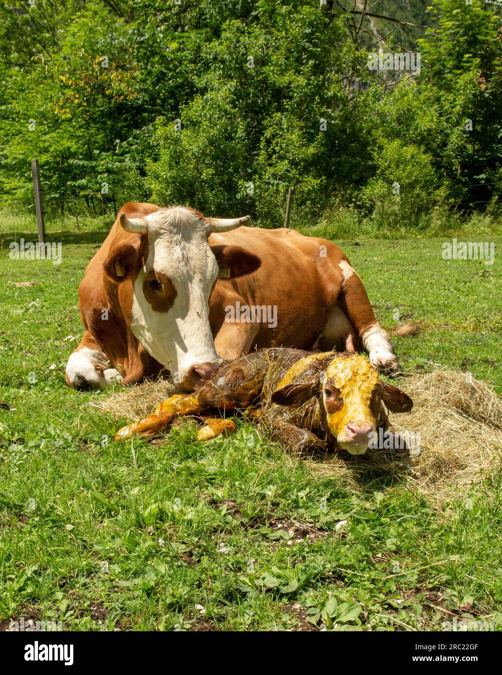 A 5 minute old newborn calf is lying on its side next to its cow mother ...