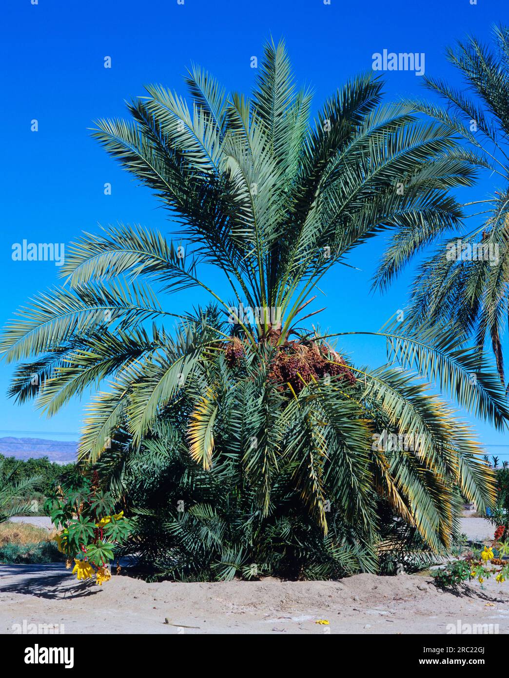 Indian date palm (Phoenix sylvestris Stock Photo - Alamy