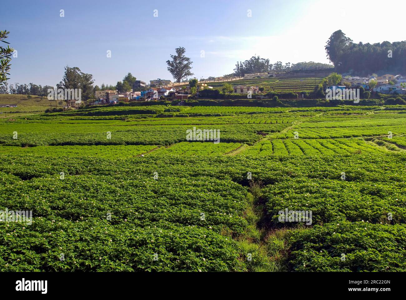 Vegetable field in Ooty Udhagamandalam, Nilgiris, Tamil Nadu, South ...