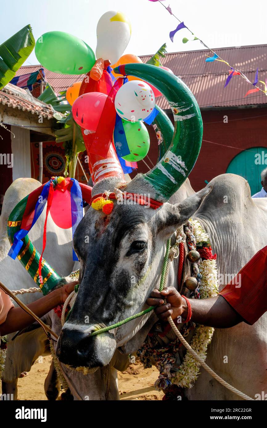 Thanksgiving for the decorated bullock in a cattle farm on account of ...