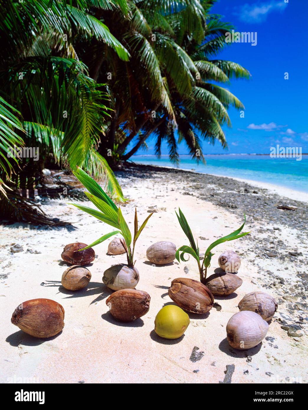 Coconut palms (Cocos nucifera) on a tropical beach, Seychelles Stock ...