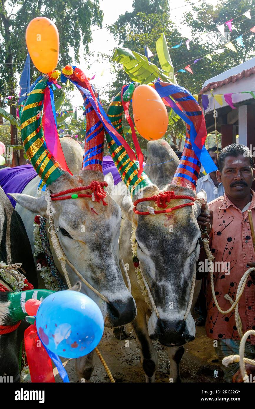 Thanksgiving for the decorated bullocks in a cattle farm on account of ...