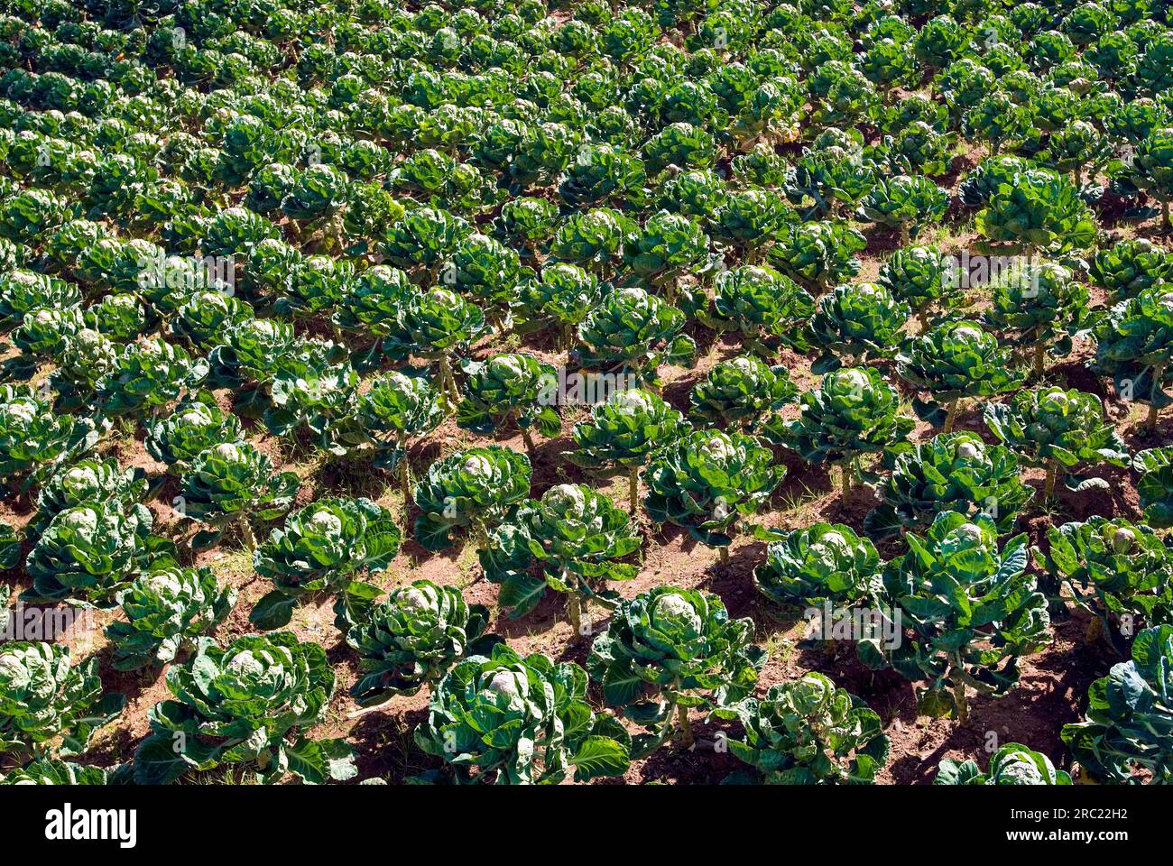 Vegetable cabbage (Brassica oleracea var. capitata) field in Ooty ...