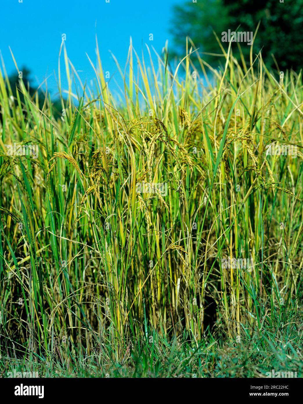 Rice field, China Stock Photo - Alamy