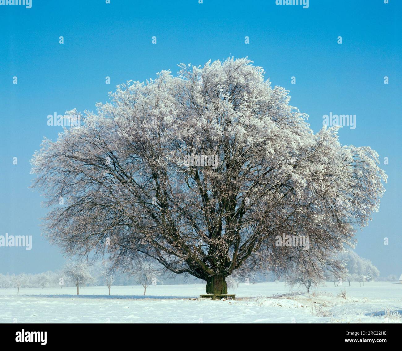European hornbeam (Carpinus betulus) in winter Stock Photo - Alamy