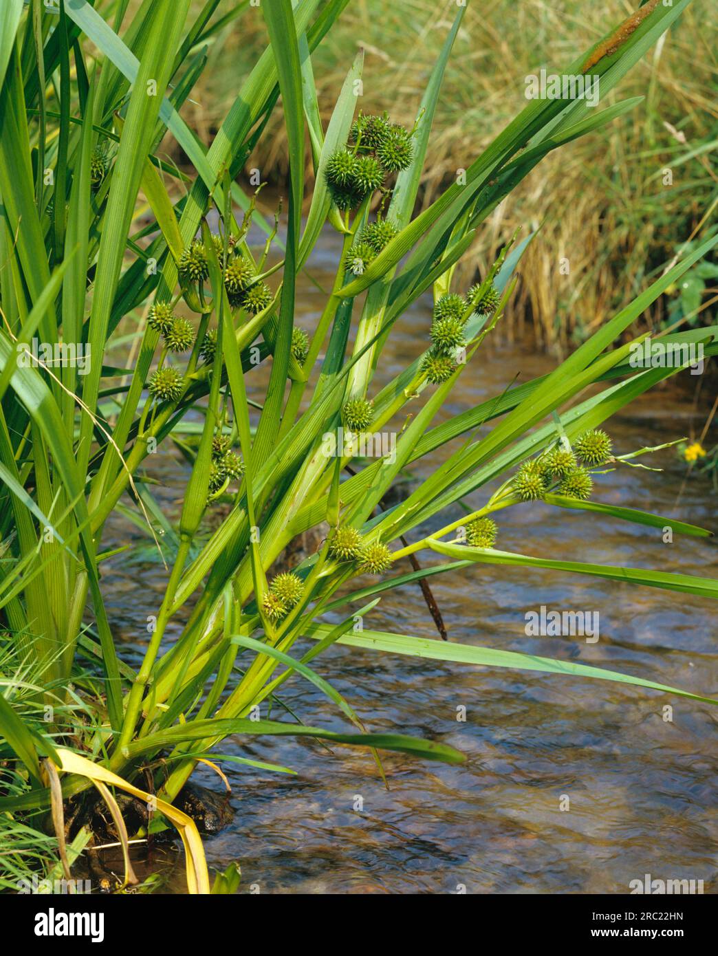 Simplestem hi-res stock photography and images - Alamy