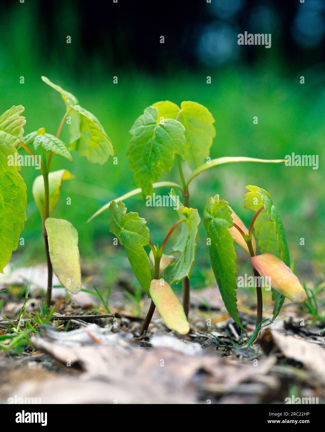 Maple tree seedling hi-res stock photography and images - Alamy