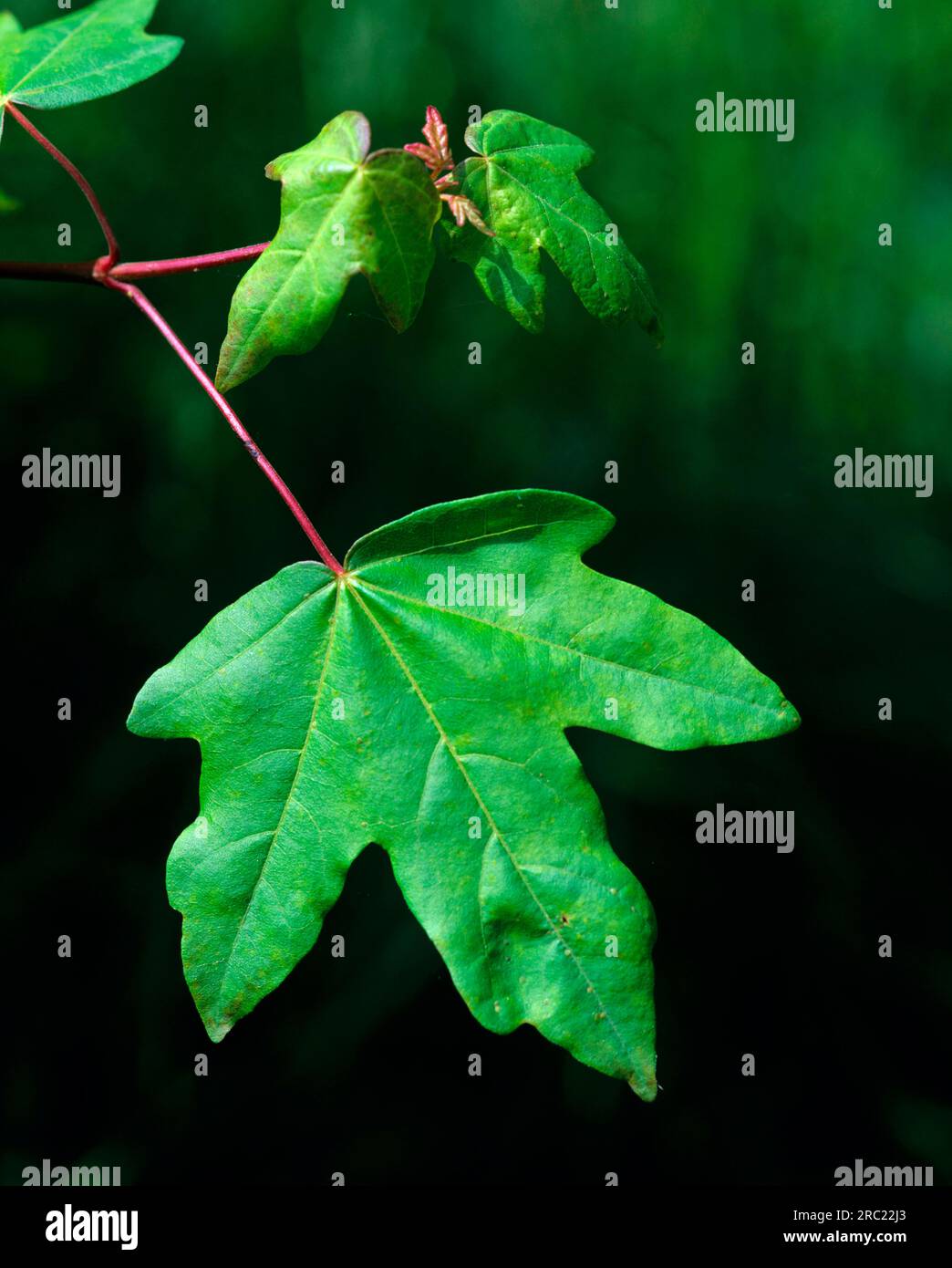 Field Maple (Acer campestre Stock Photo - Alamy