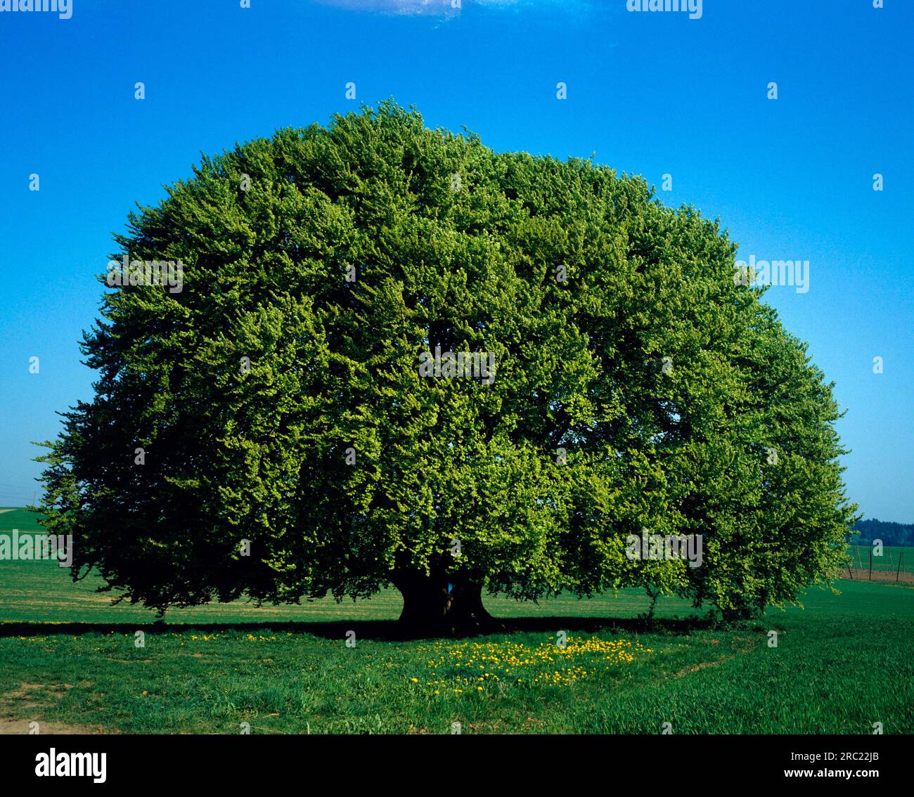 Common beech (Fagus sylvatica), beech Stock Photo - Alamy
