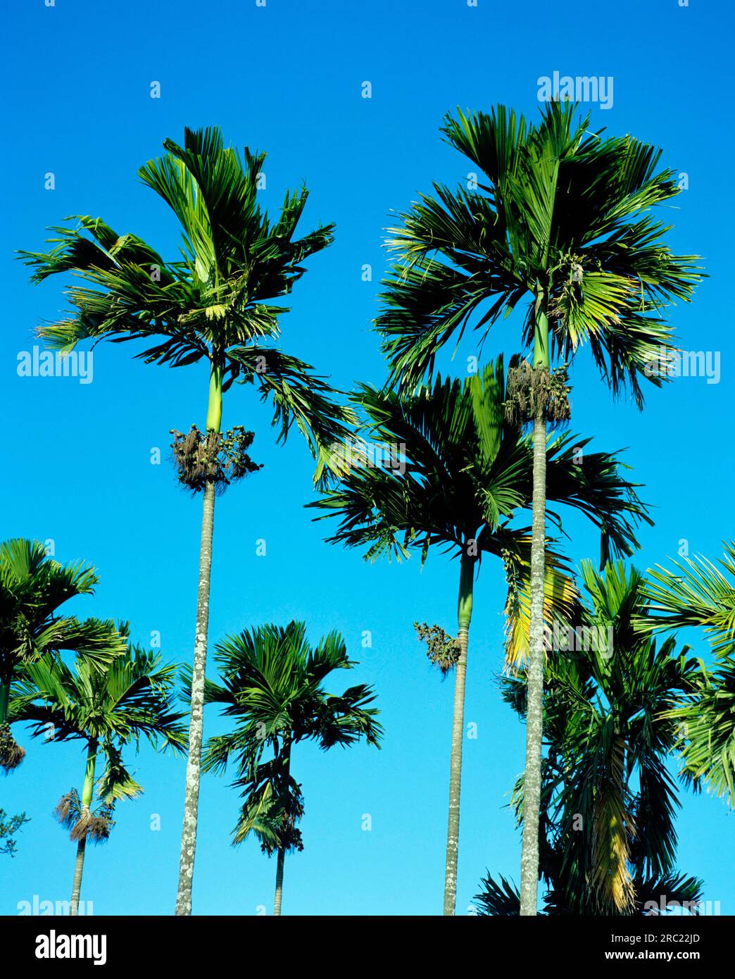 Areca palm hi-res stock photography and images - Alamy