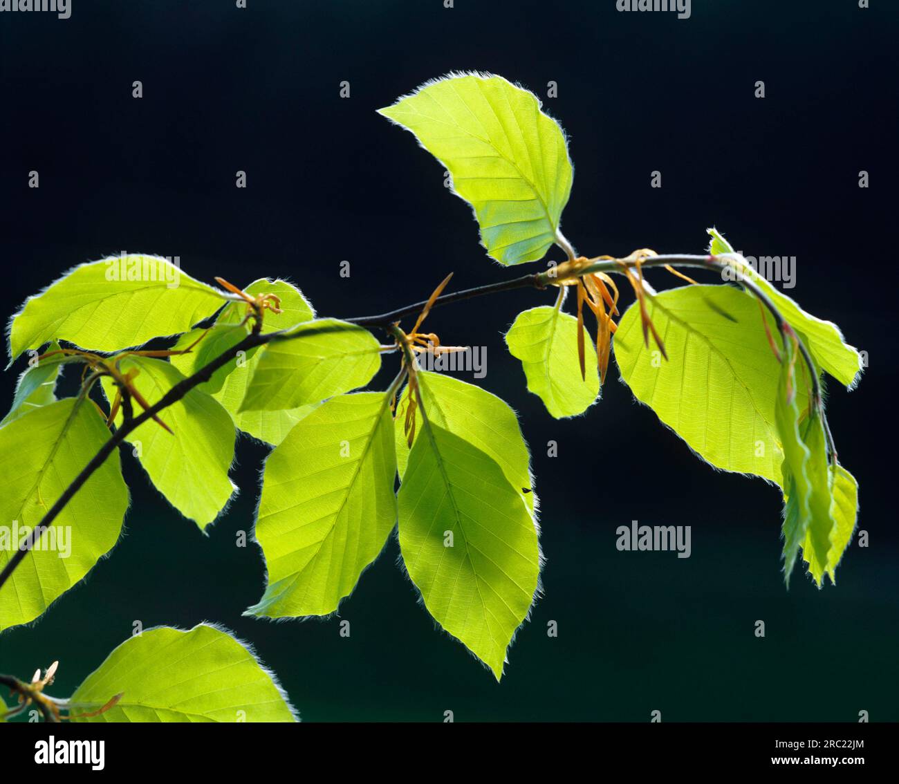 Beech leaves in spring (Fagus sylvatica Stock Photo - Alamy